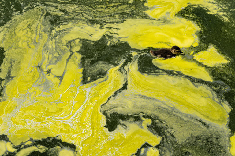 CNN: Lincoln Memorial Reflecting Pool recording high phosphate levels