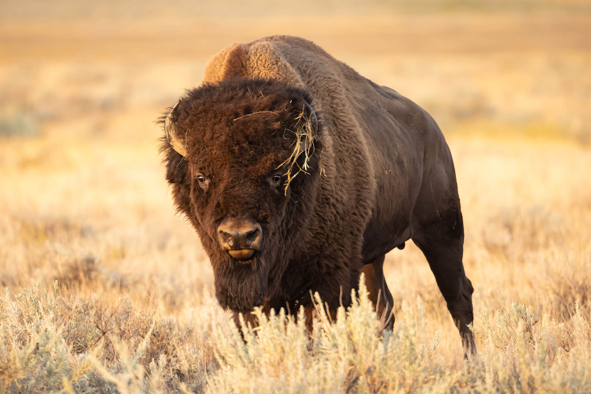 From millions to barely 500: This is how the bison were exterminated in ...