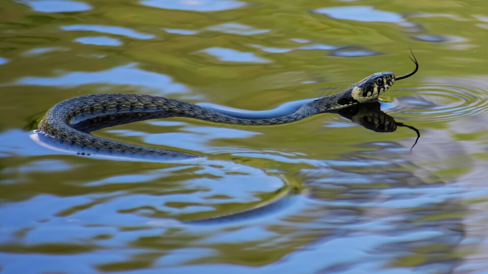 These snakes, which can grow up to 1.5 meters long, live in German lakes