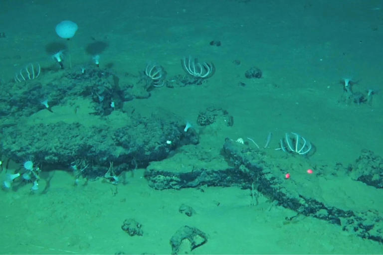 5.3-million-year-old 'whale graveyard' has been hiding at the bottom of ...