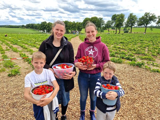 Erdbeeren selbst pflücken in Halver: 100.000 Pflanzen auf drei Hektar