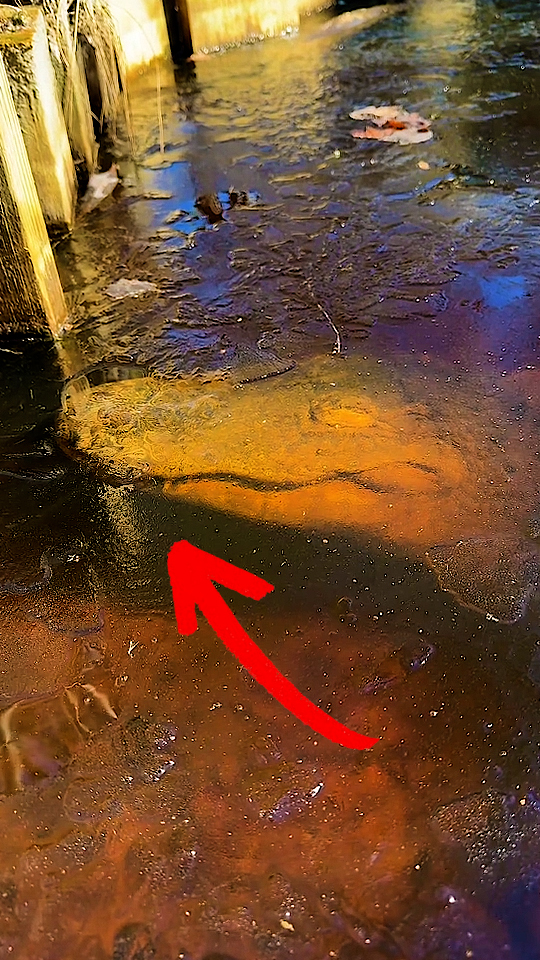 Frozen alligator hibernation