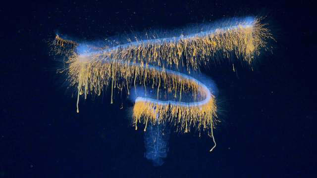 Scientists probing dim ocean zone find 31 new species and capture a ...