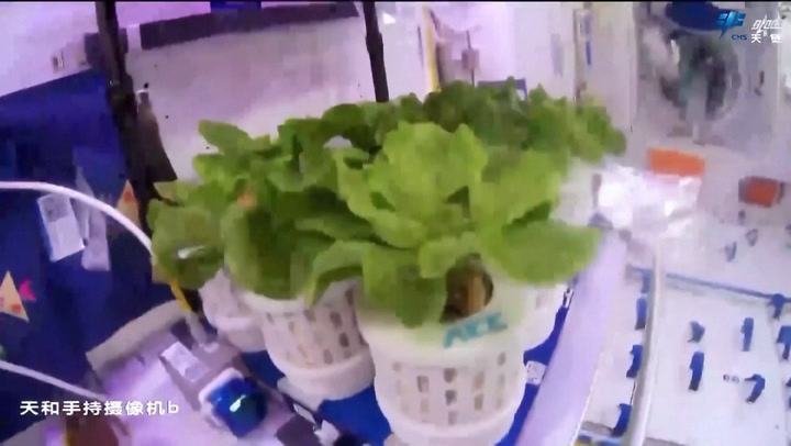 Chinese taikonauts harvesting space vegetables aboard Tiangong space ...