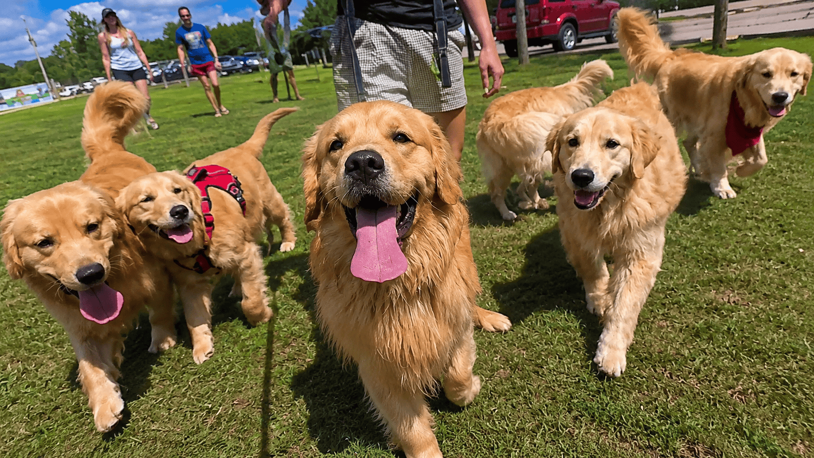 So many golden retrievers showed up