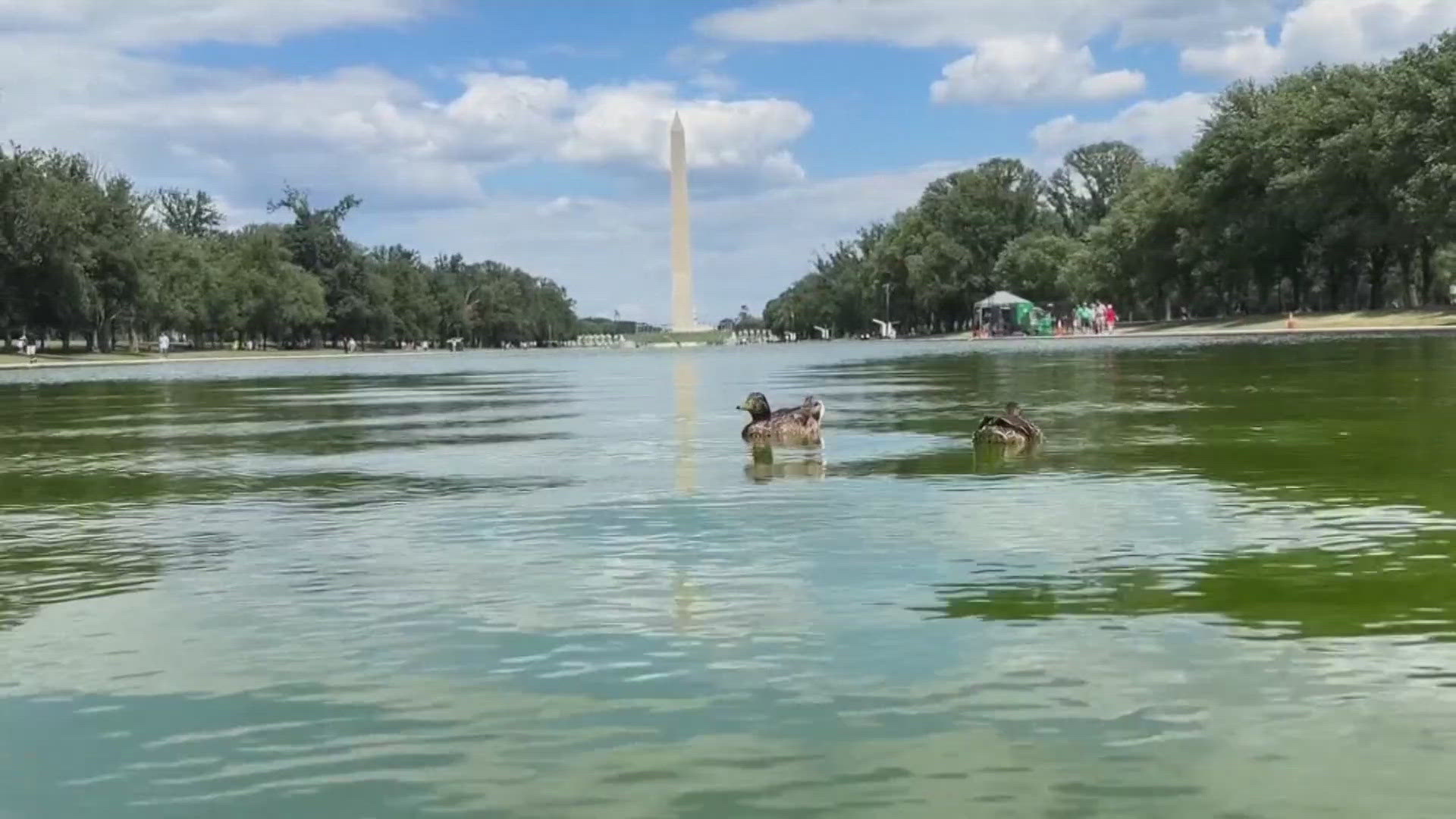 Lincoln Memorial reflecting pool green with algae