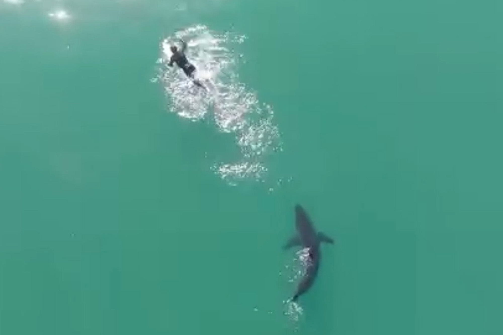 Drone footage captures massive shark circling surfer in terriyfing ...