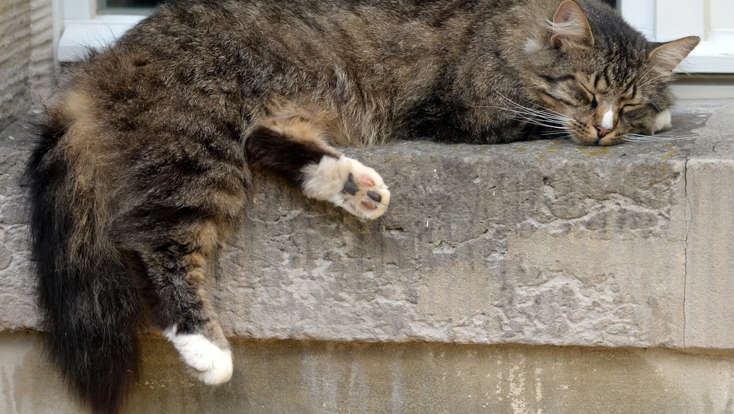 7 signs your cat is getting older