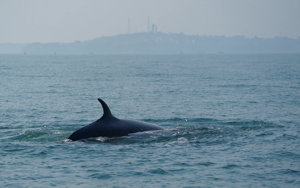 Rare Bryde's whale spotted off K'gari in early June