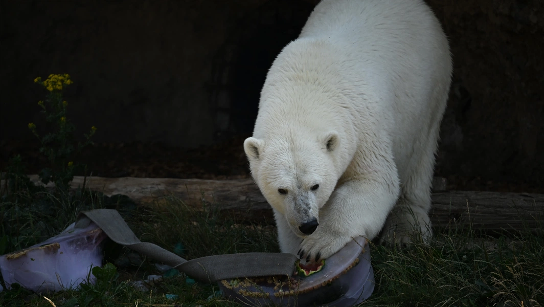Climate change and rising polar bear encounters