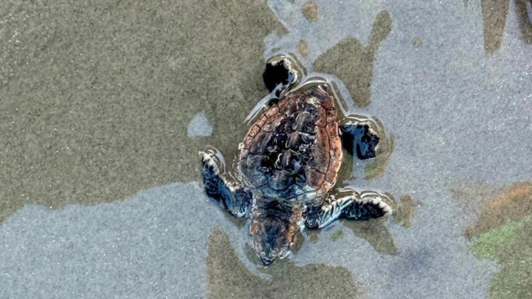 Sea turtle nesting season starts strong as thousands reported across SC
