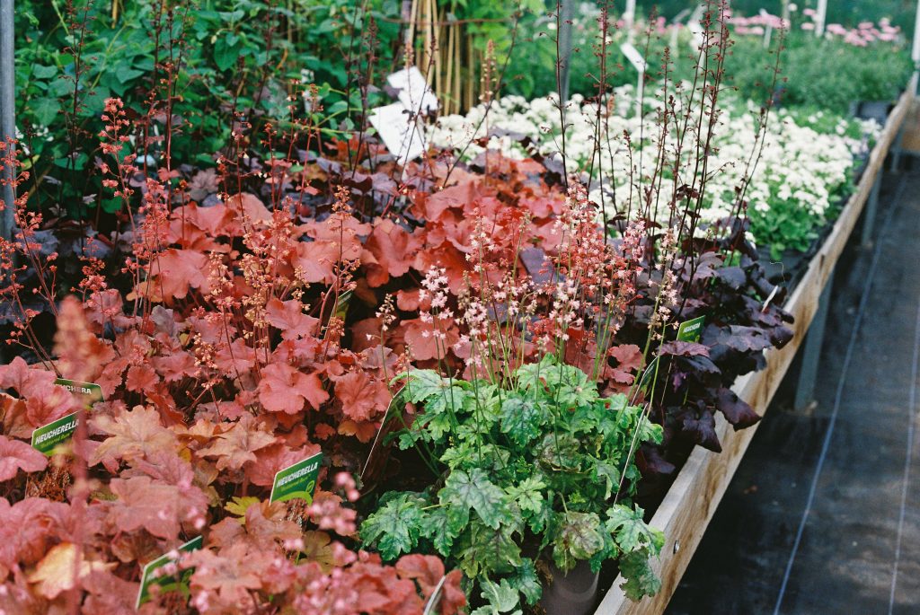 15 low-maintenance plants for shady gardens