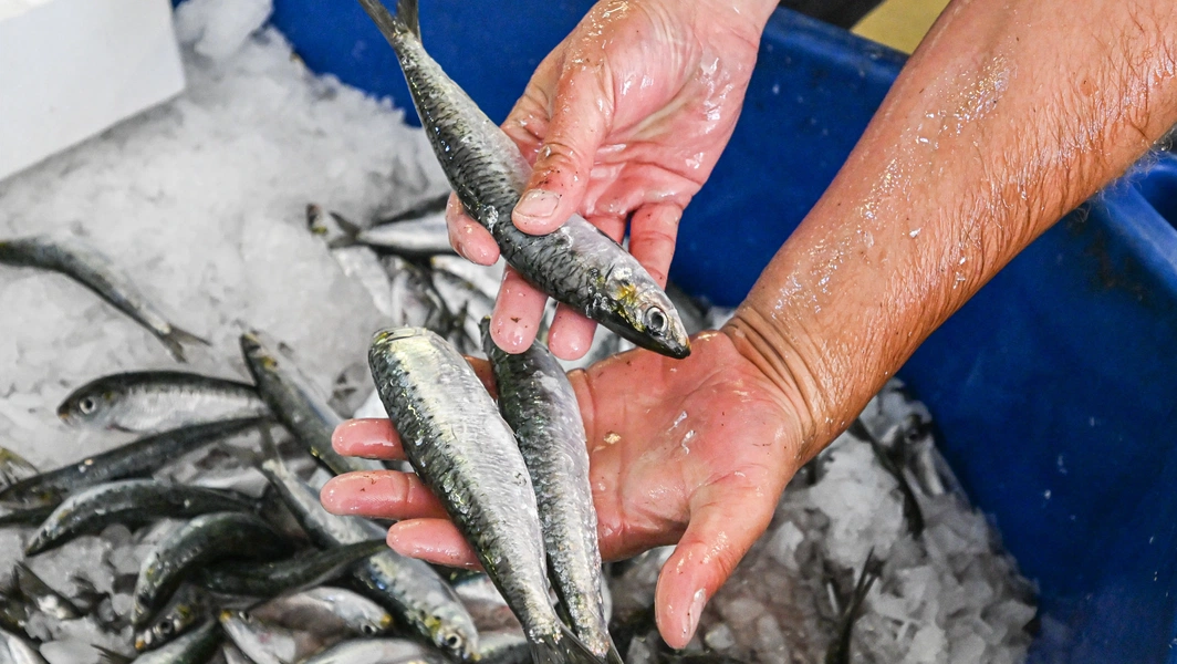 4 facts about sardines