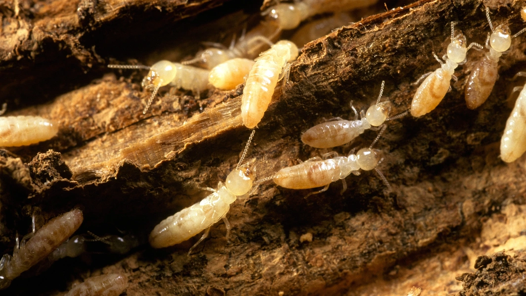 Termite identification, treatment, and prevention methods