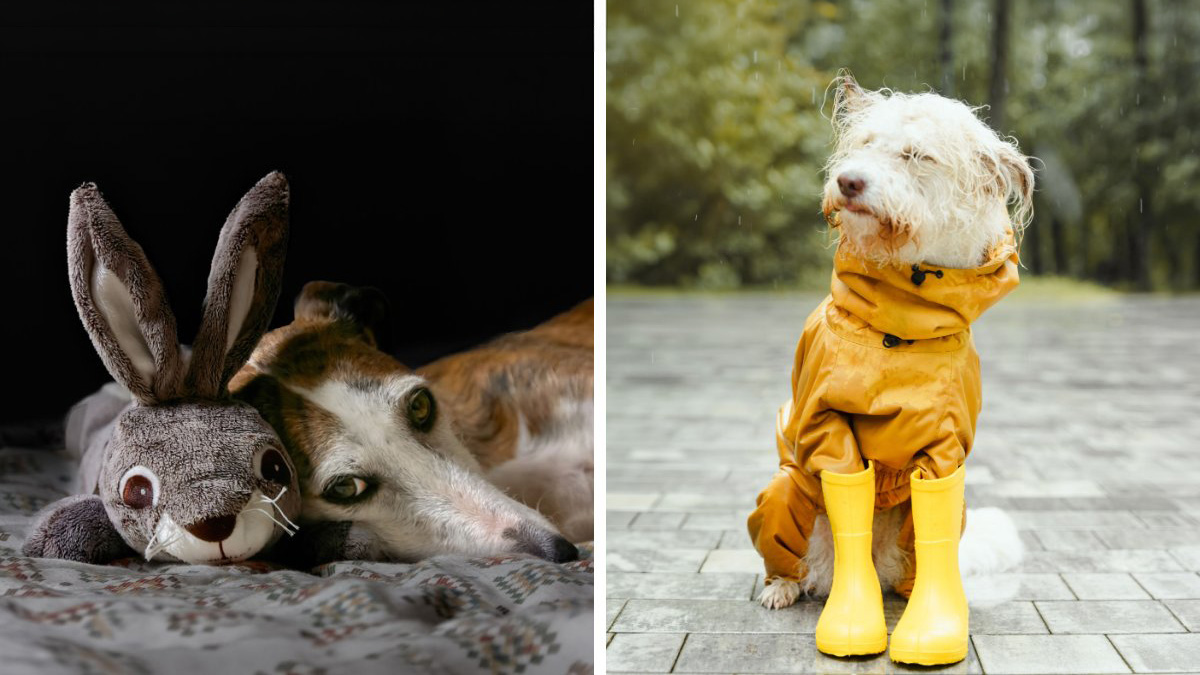 A dog expert explains the meaning behind 17 common canine habits