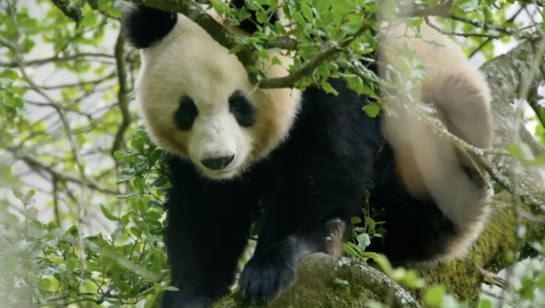 The dark side of pandas