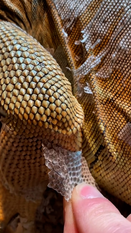 Satisfying shedding
