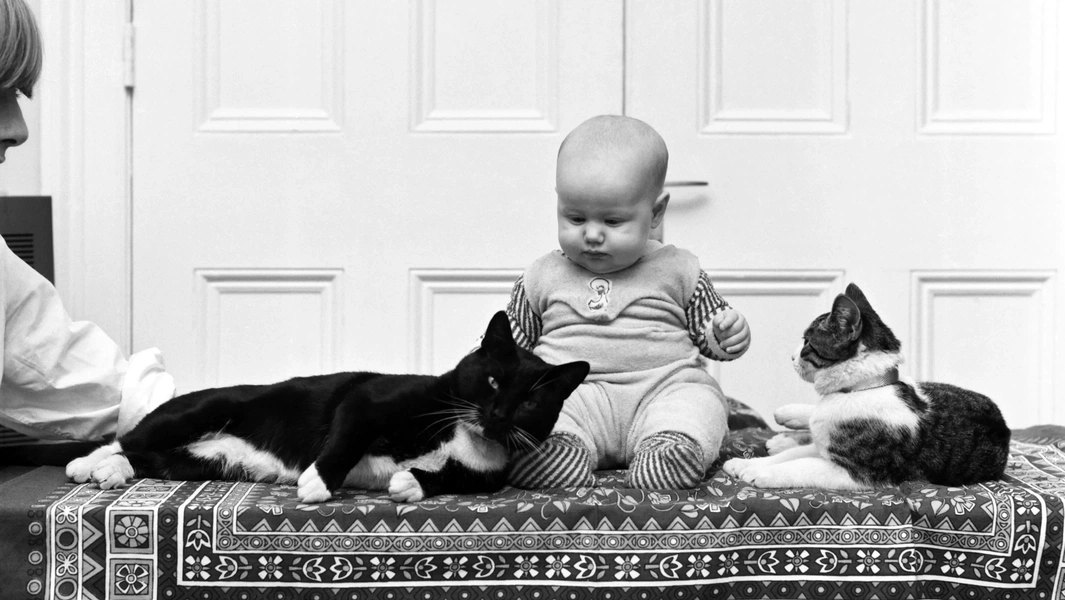 Keeping cats away from baby bassinets safely