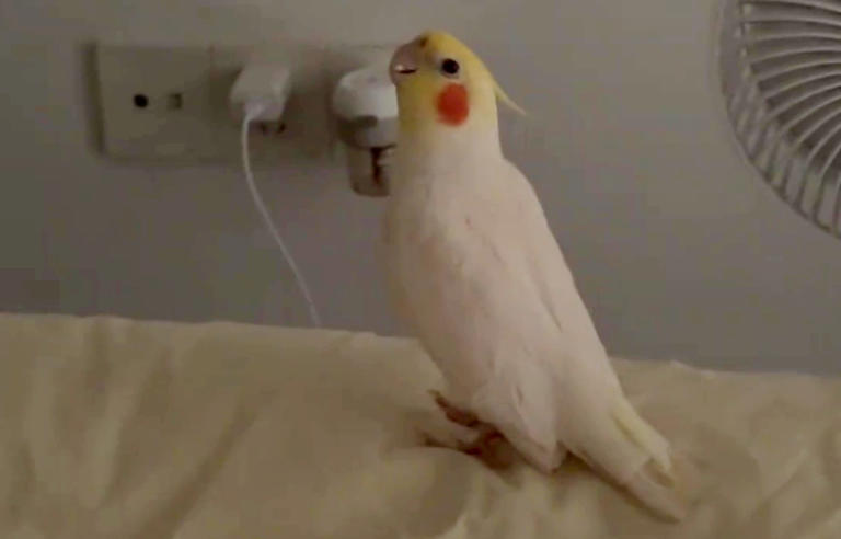Parrot’s alarm impression wakes owner in middle of night