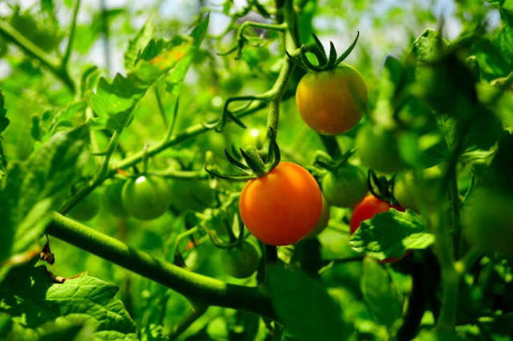 Homegrown heroes: 7 tips for growing perfect tomatoes