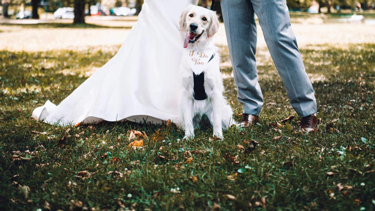 Sweet dog wore a tuxedo to his parents' wedding – and he made himself ...