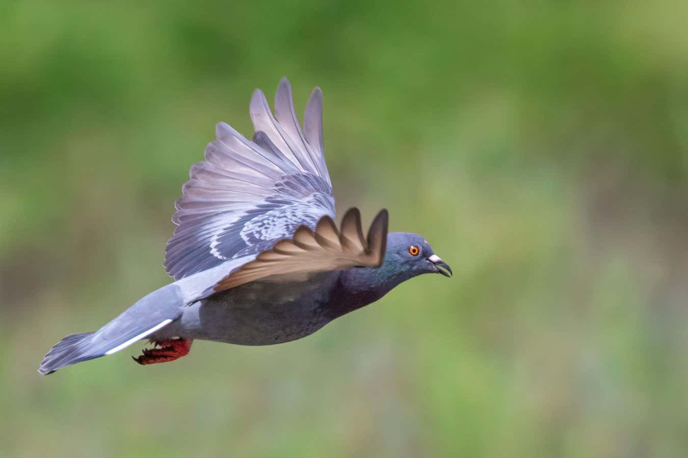 Pigeons lock their eyes in place when they are flying