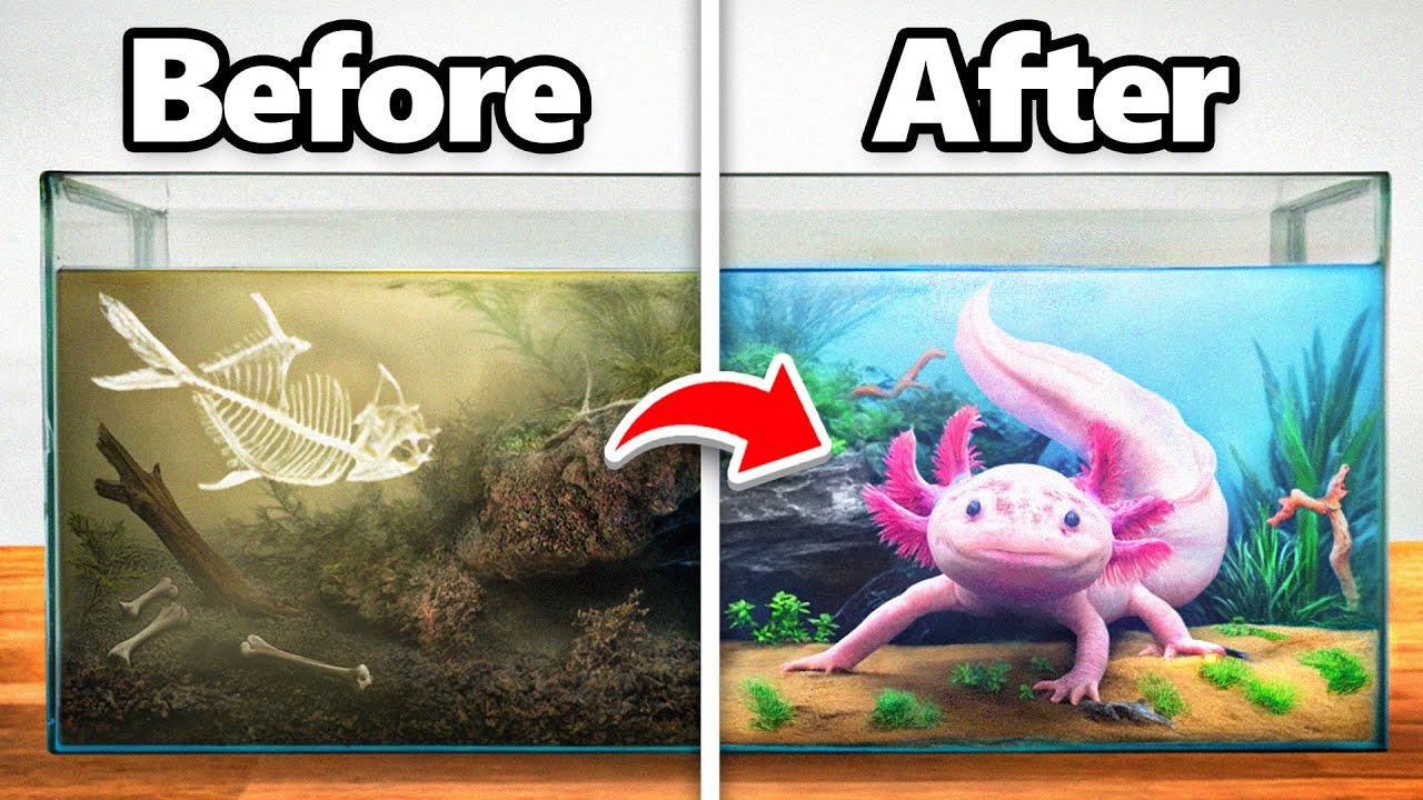 I transformed an abandoned axolotl’s home