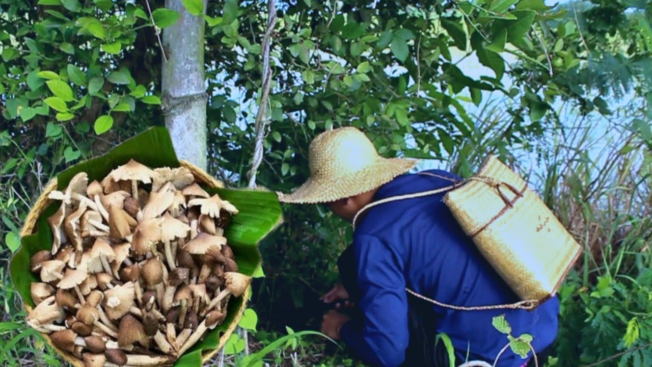From forest to table: A simple mushroom feast