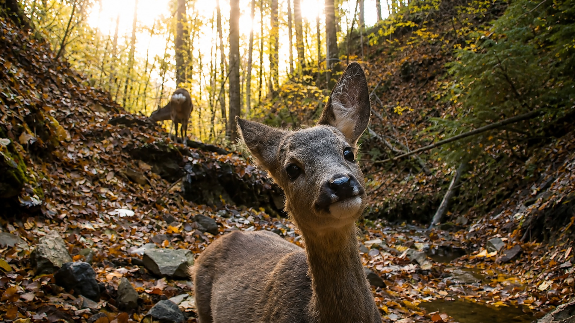 Hidden camera captures a curious deer investigating the lens