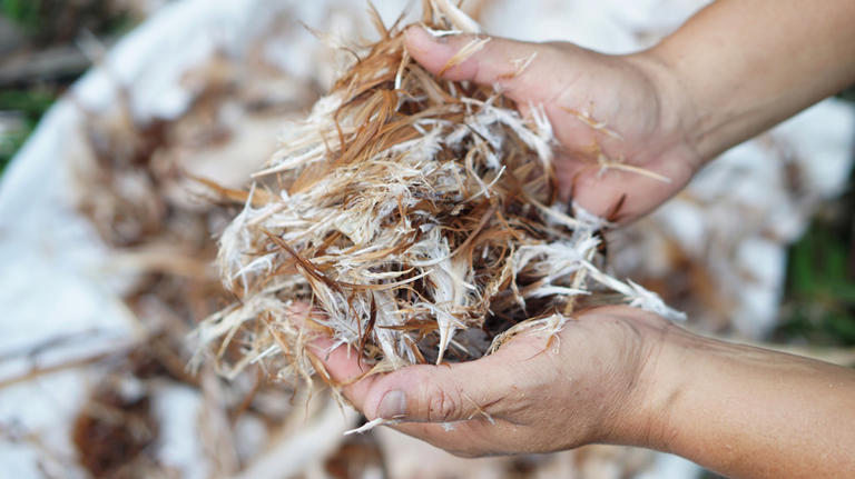 Not tissues: The overlooked scrap from your bedroom to compost