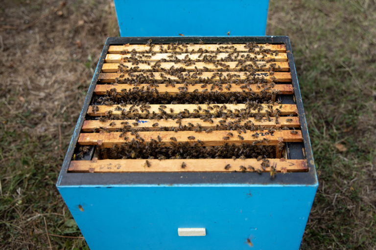 How honeybees make 'baby food' for their larvae