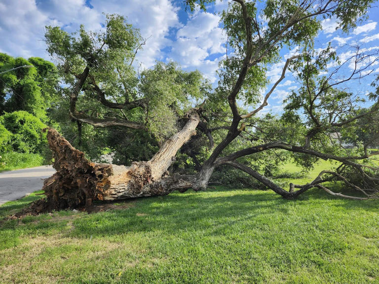 Windstorm topples beloved ‘Soul Tree’ in Atchison’s LFM Park