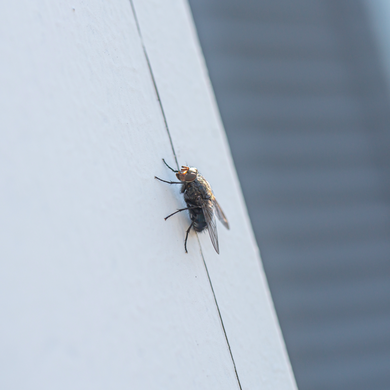 This heatwave will drive these 5 pests into your home – here’s how to ...