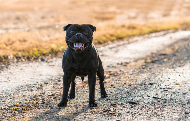 5 most misunderstood dog breeds—and why they deserve more love