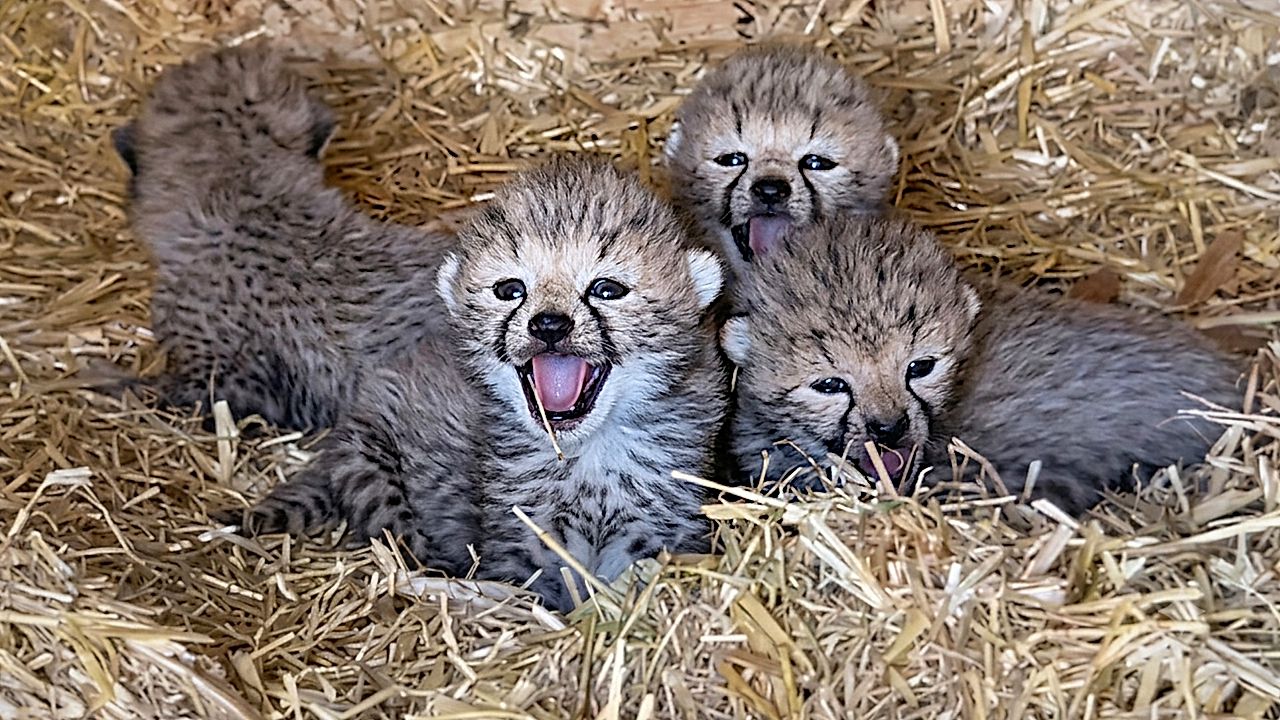 Seven adorable cheetah cubs born at England zoo