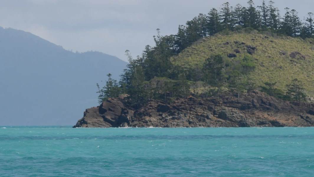 Rare Bryde's whale spotted off K'gari in early June