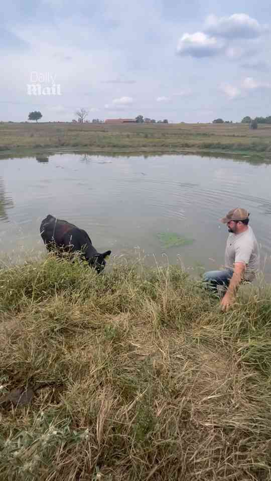 Man rescues struggling calf from lake as mother stays close