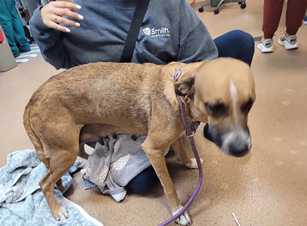 Perro habría muerto de hambre en jaula; rescatan seis animales en Florida