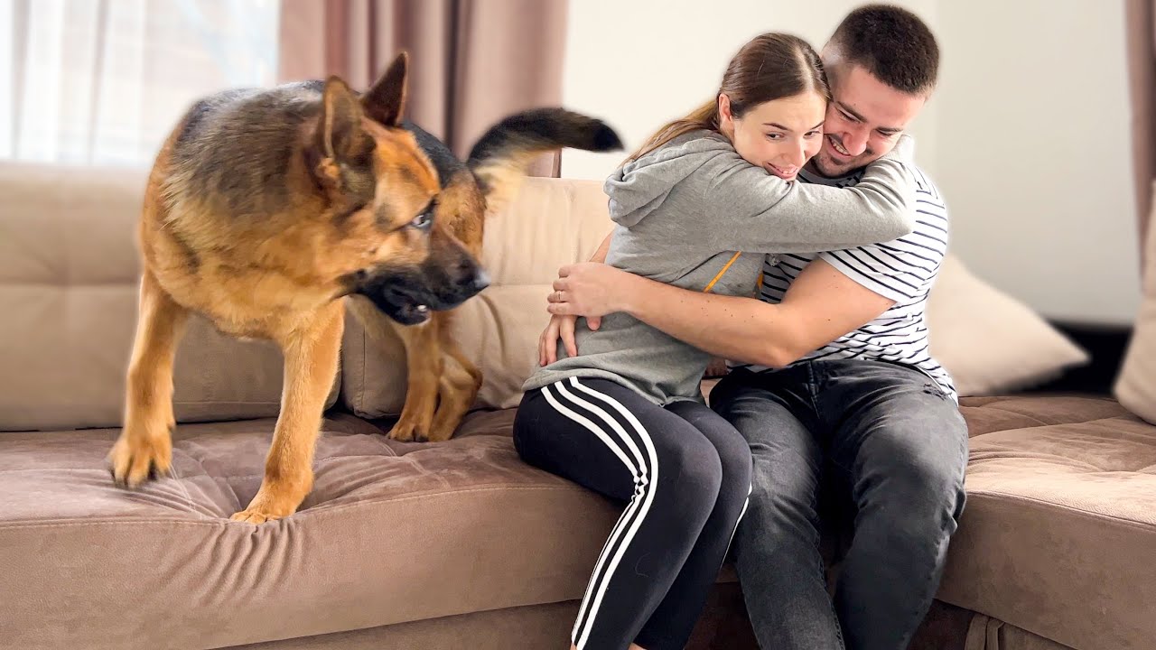 What does a German shepherd do when I hug my wife
