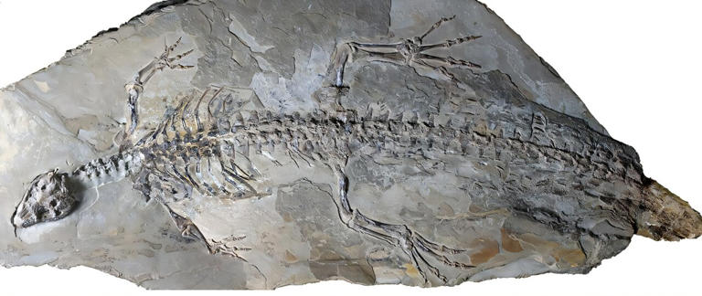 Skin and color pattern of 125-million-year-old crocodile revealed by ...