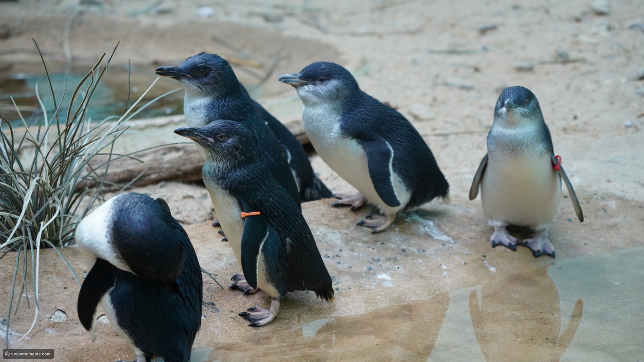 12 incredible penguin facts that may surprise you