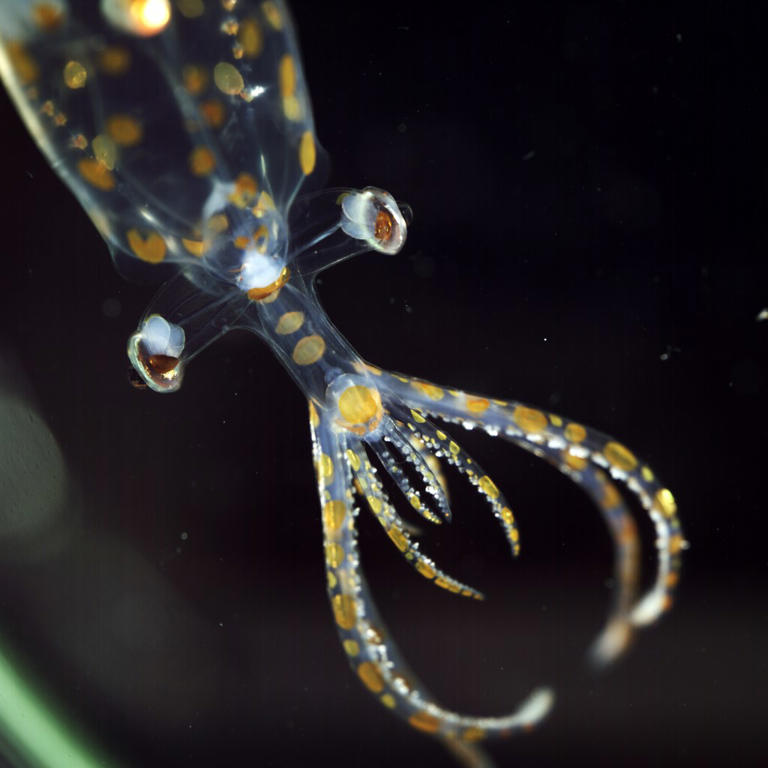 Dozens of otherworldly new deep-sea critters discovered — including ...