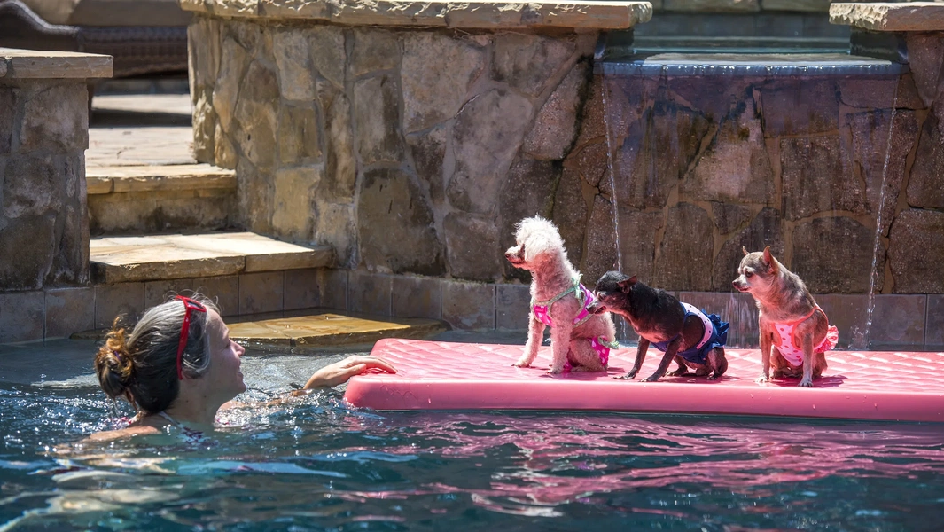 5 adorable dogs enjoying poolside float fun