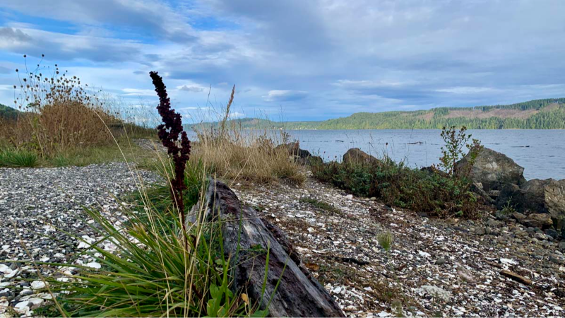 Lethal levels of shellfish biotoxins closes Puget Sound beaches to ...