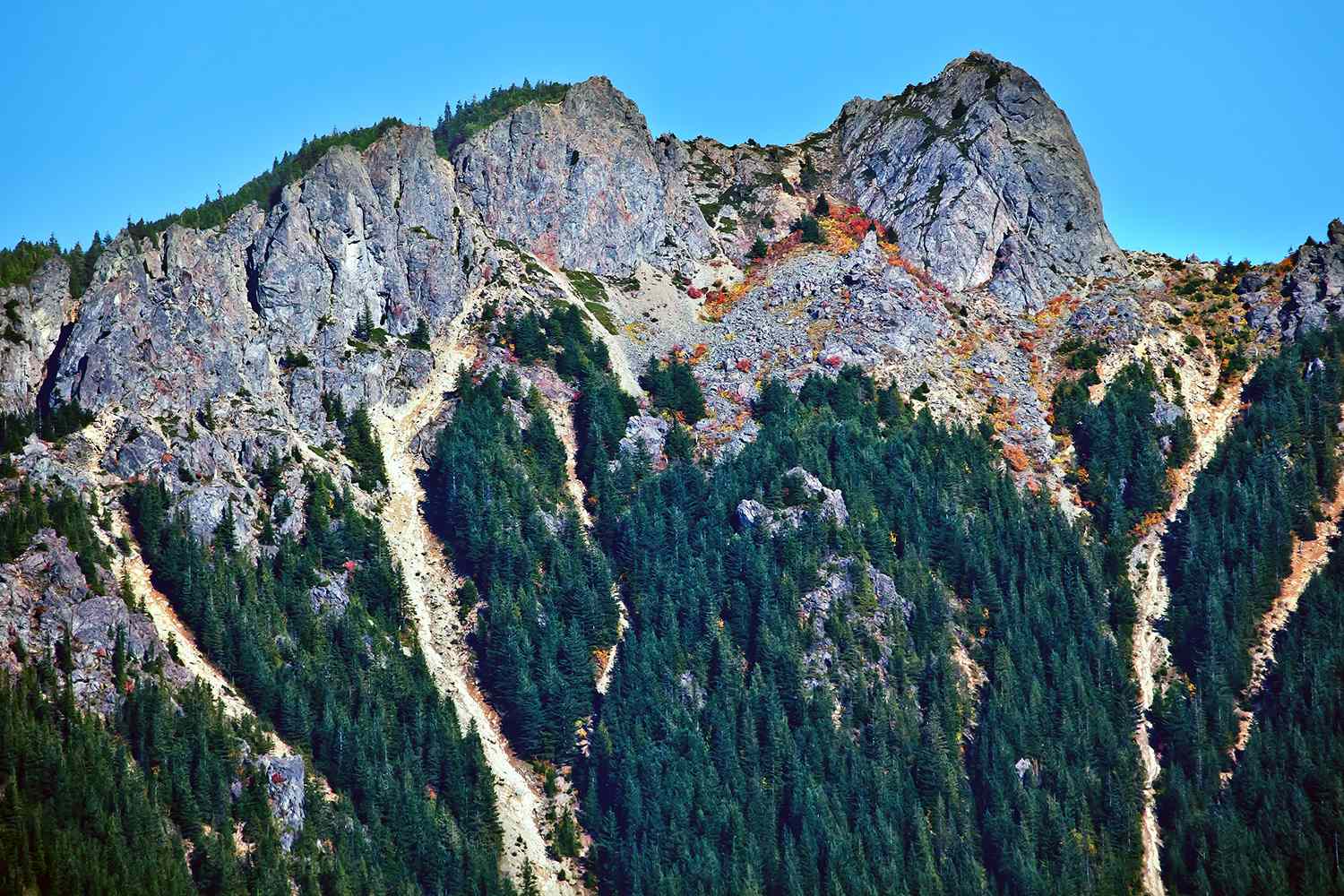 Mama bear and cub attack 3 high school students during mountain hike in ...