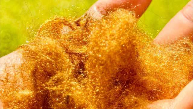 Scientists recreate legendary golden sea silk, once linked to emperors ...