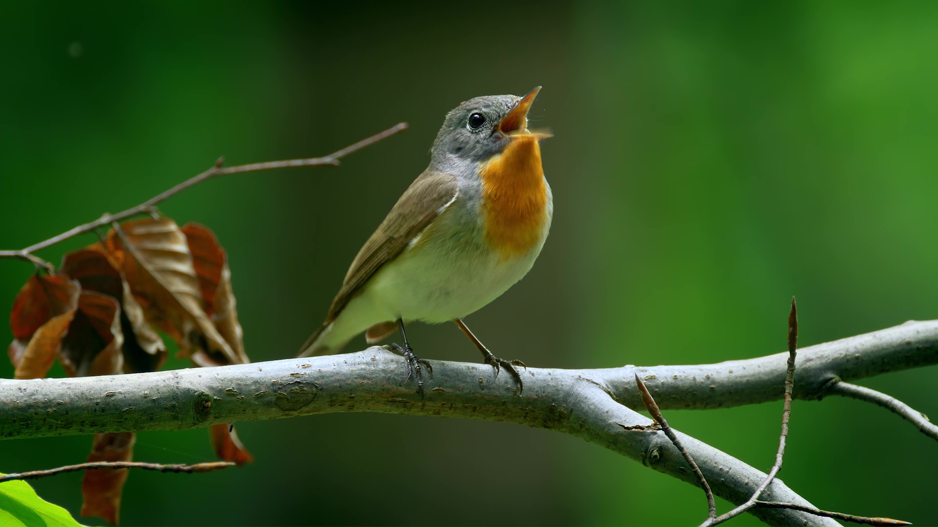 I captured a rare flycatcher singing moment