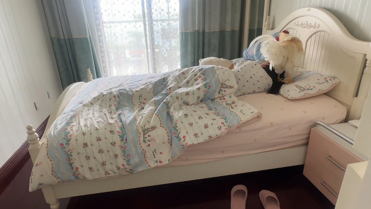 Rooster becomes woman’s personal alarm clock in Sichuan