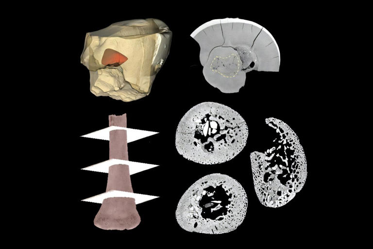 Baby fossils reveal link between human and Neanderthal development