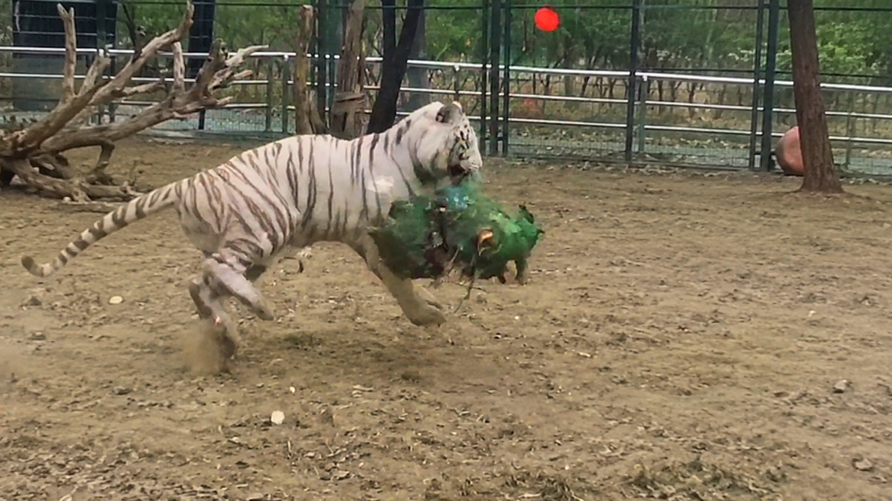 I filmed a lion at the zoo while playing with his favorite toy